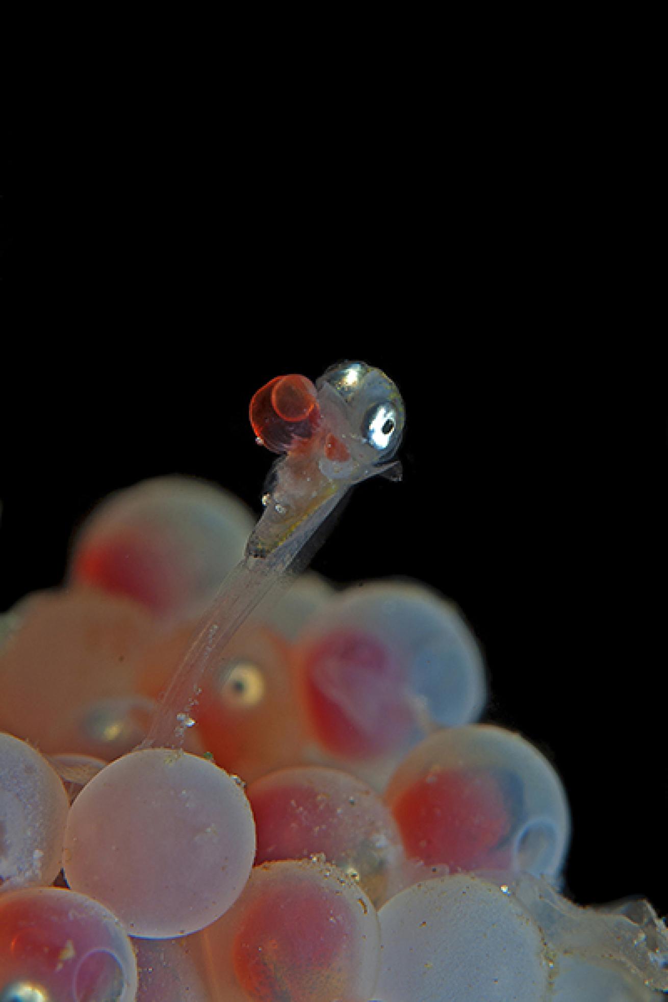 2013 Photo Contest: Egg-cellent Shots | Scuba Diving