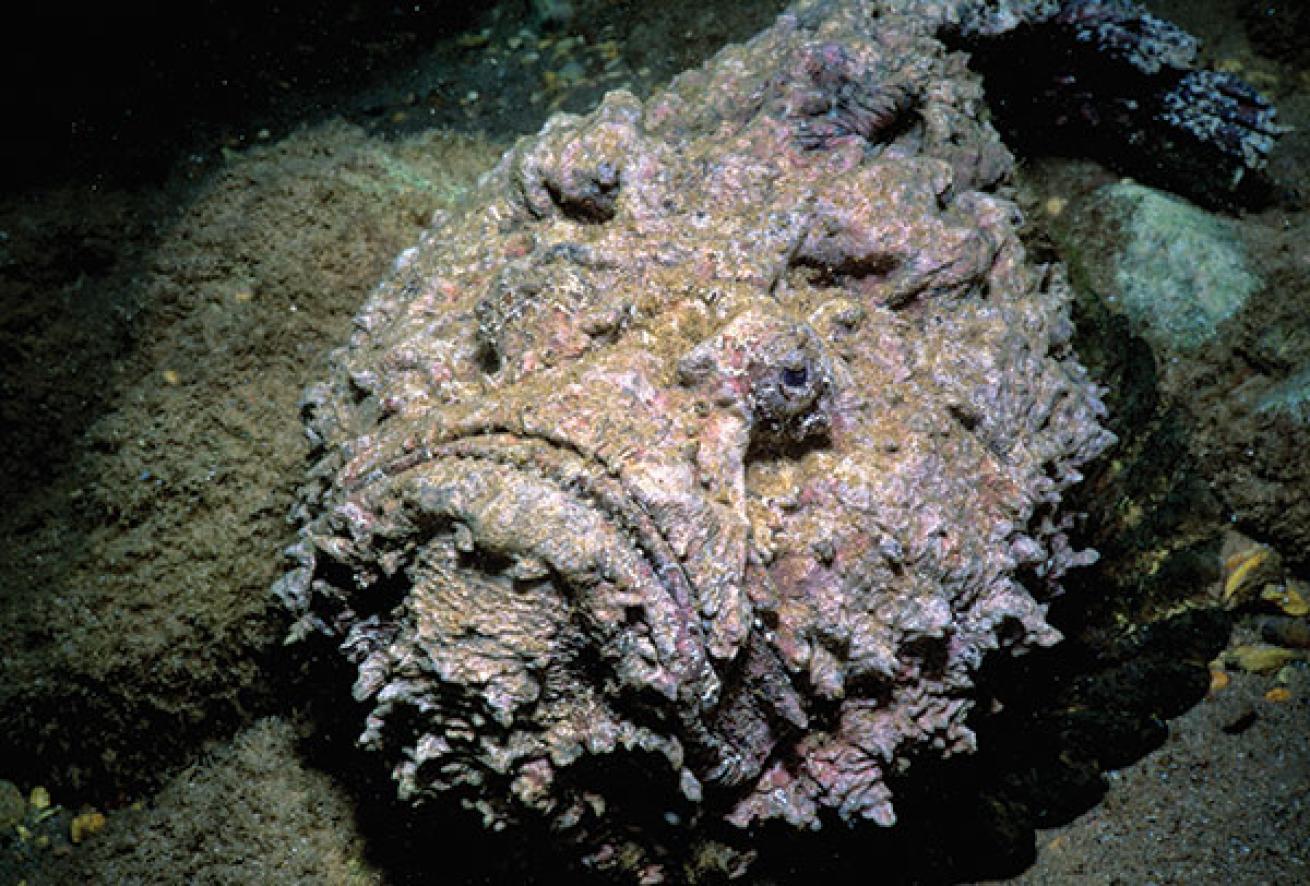 Ugly Underwater Critters: The Bizarre, Weird and Wild | Scuba Diving