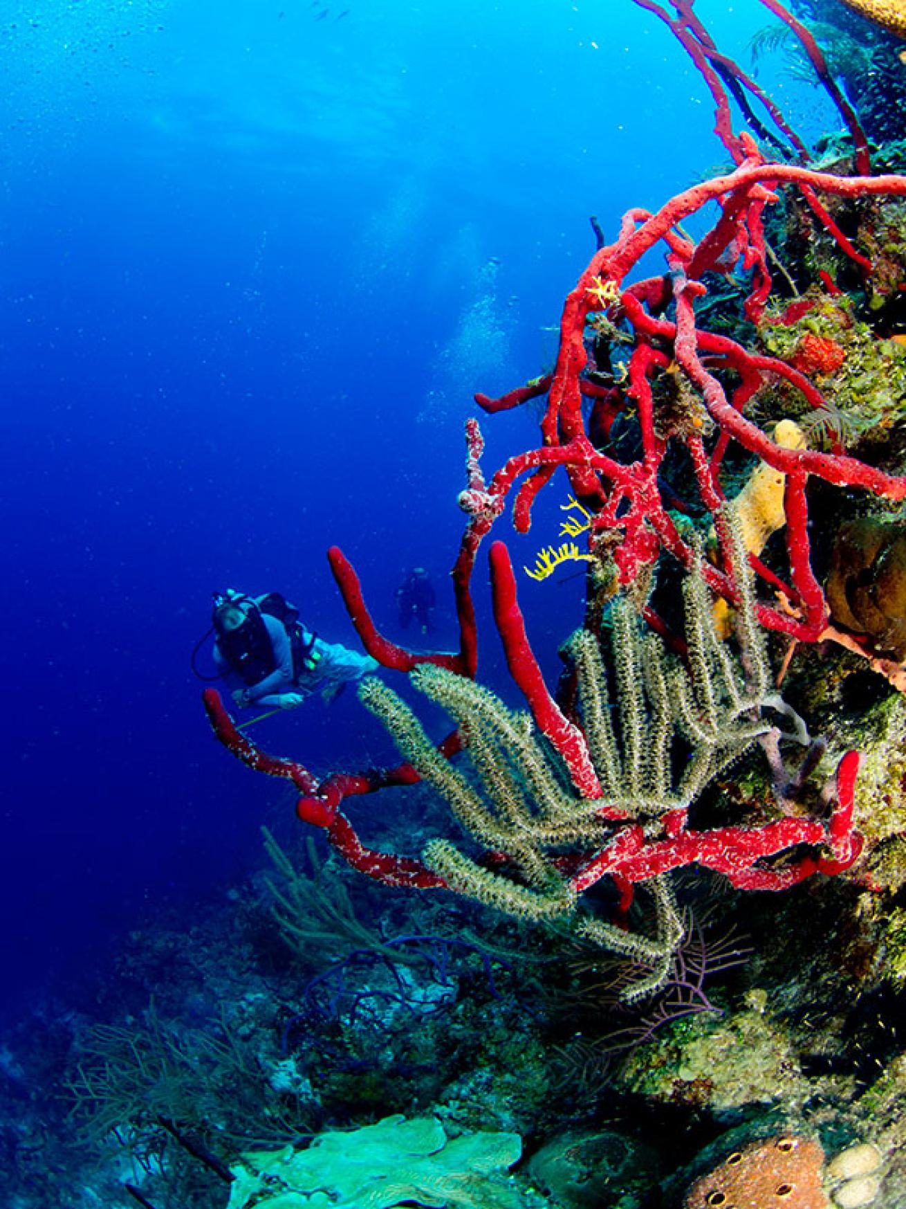 Diving in Belize Aboard the Belize Aggressor III Liveaboard | Scuba Diving