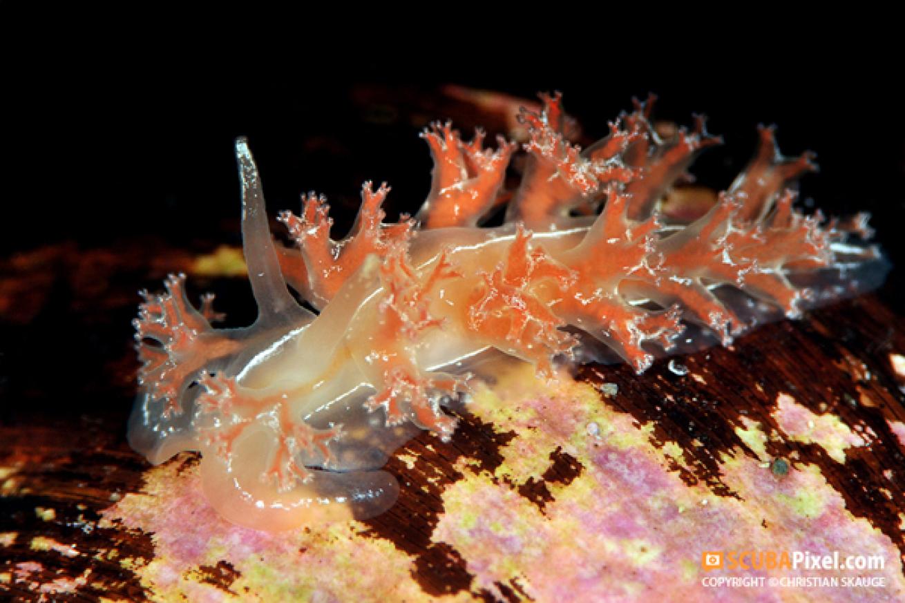 Nudibranch Safari for Nudi-Nerds | Scuba Diving