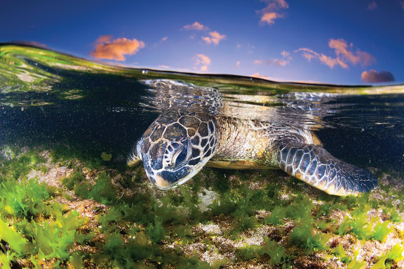 Scuba Diving Top 100: Best Diving in USA & North America | Scuba Diving