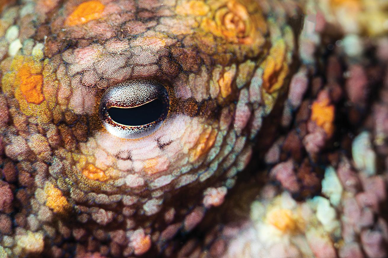 Scuba Diving Top 100: Best Dive Sites for Underwater Photography ...