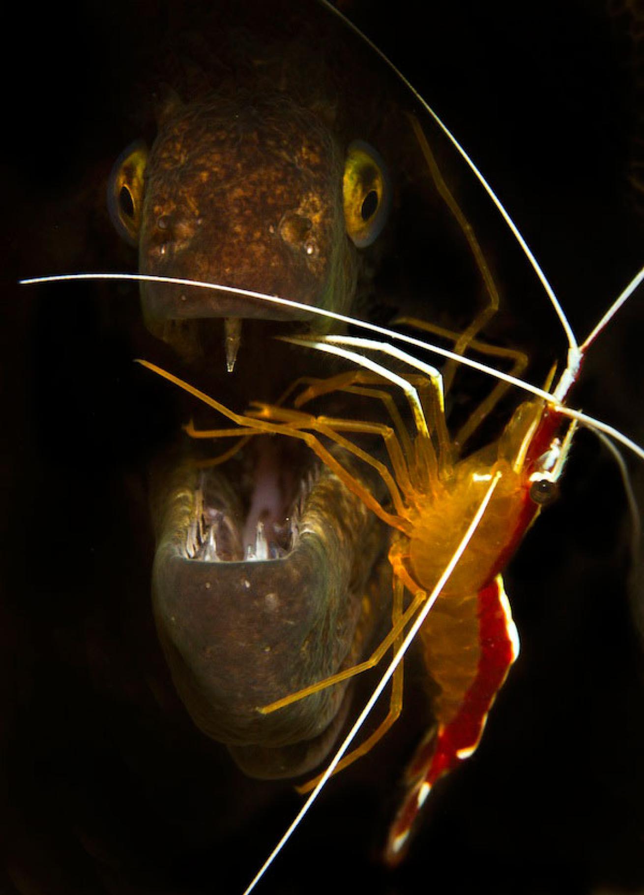 Underwater Photography: Focus on the Eyes of Fish and Marine Life ...