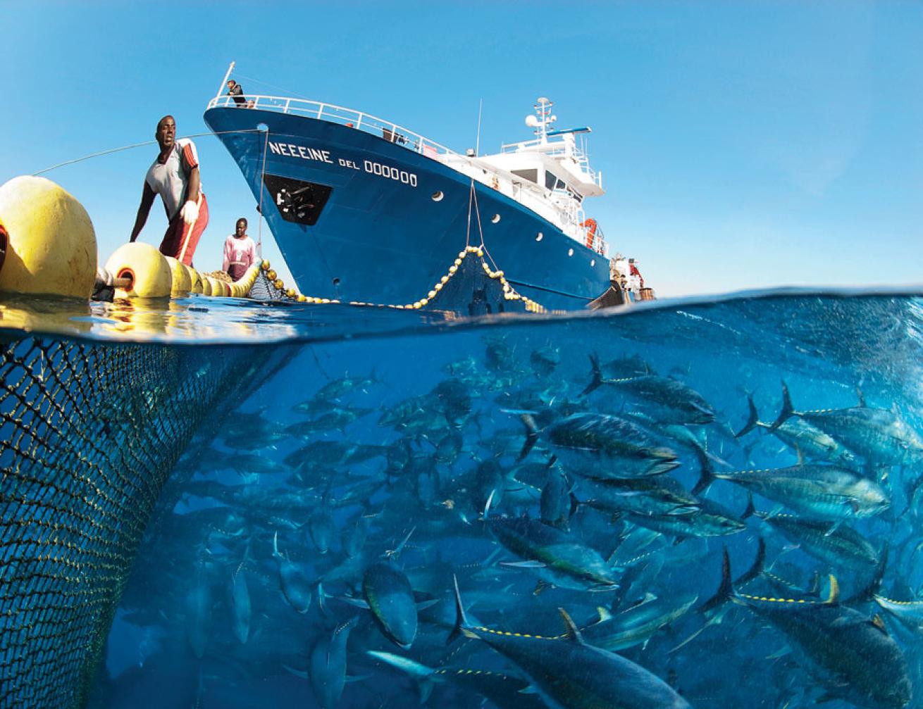 Bringing in the Bluefin Tuna | Scuba Diving