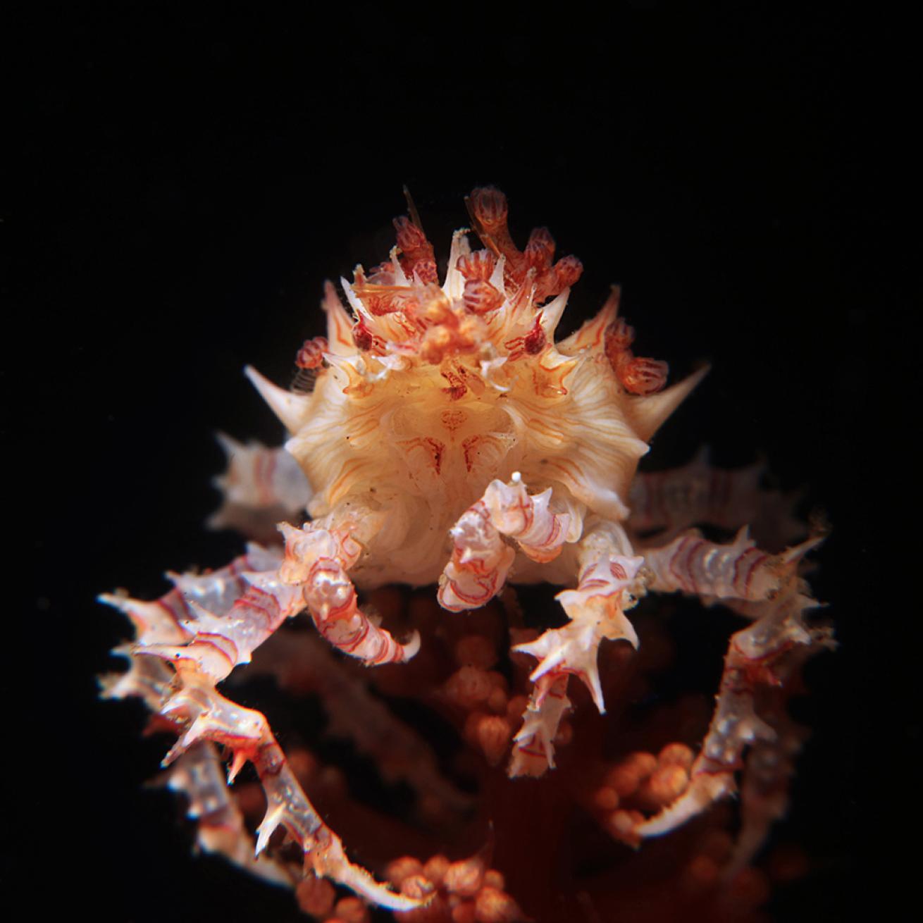 Kooky, Cool and Cute Crustaceans: A Photo Contest Gallery | Scuba Diving