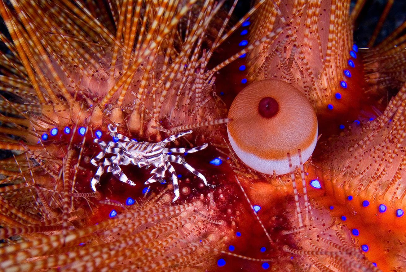 Kooky, Cool and Cute Crustaceans: A Photo Contest Gallery | Scuba Diving