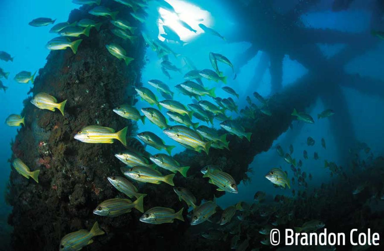 Structure Diving: Bridges, Piers and Oil Rigs | Scuba Diving