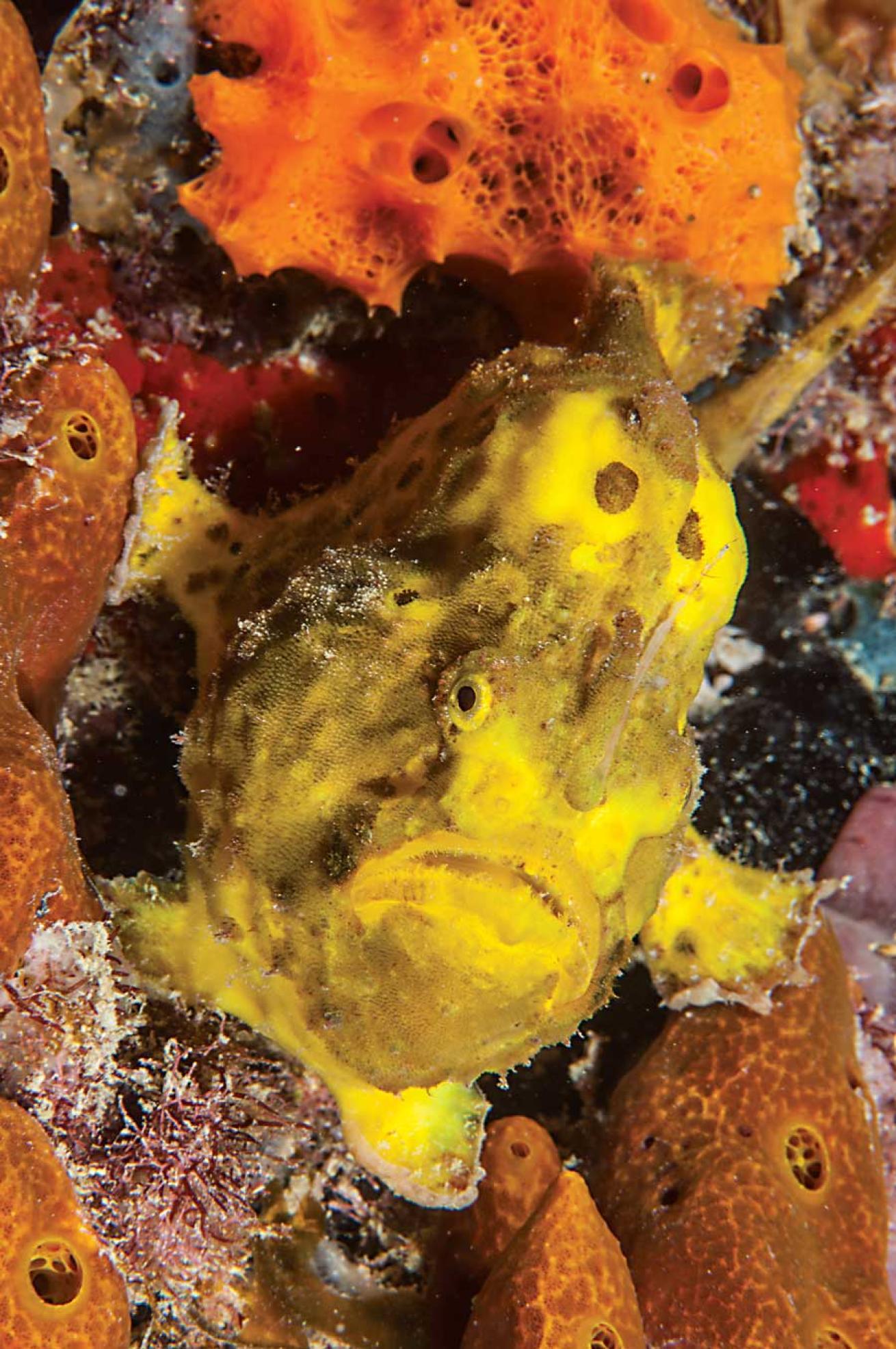 Structure Diving: Bridges, Piers and Oil Rigs | Scuba Diving