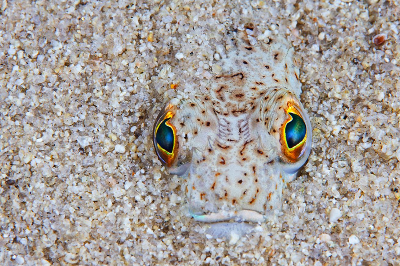 40 Masters of Disguise from the 2014 Photo Contest | Scuba Diving