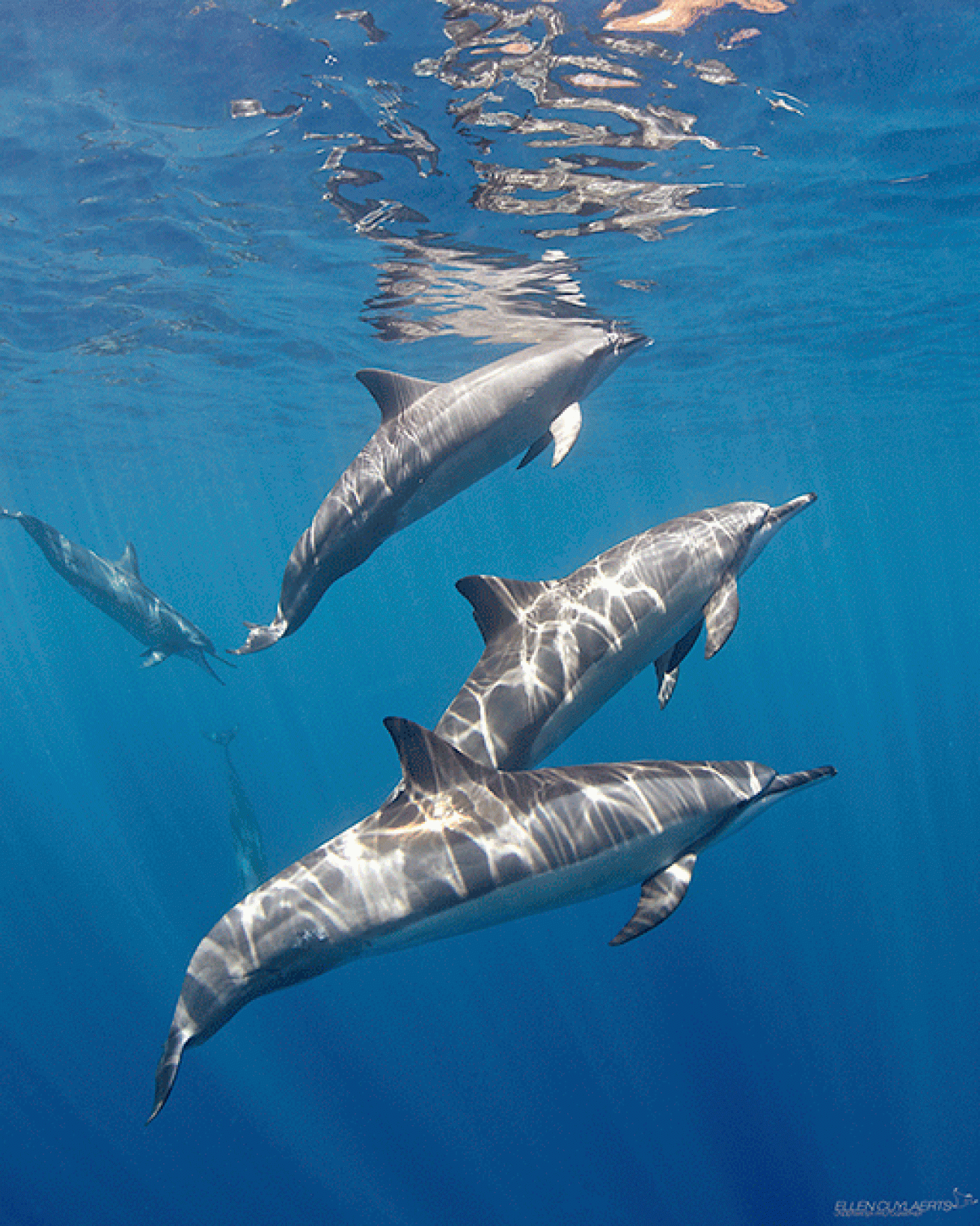 Marine Mammals: 15 Fantastic Photos of Whales and Dolphins | Scuba Diving