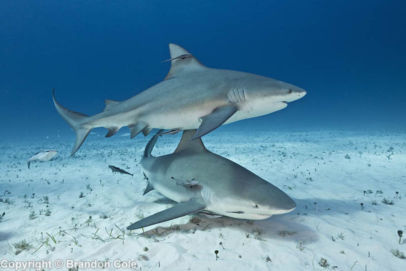 Diving with Great Hammerhead Sharks in Bimini | Scuba Diving