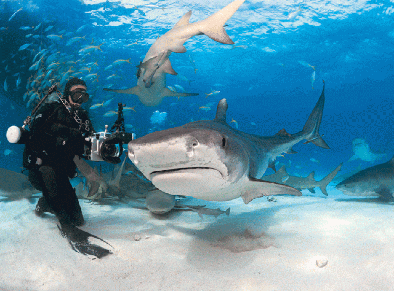 Top 100: Bahamas | Scuba Diving