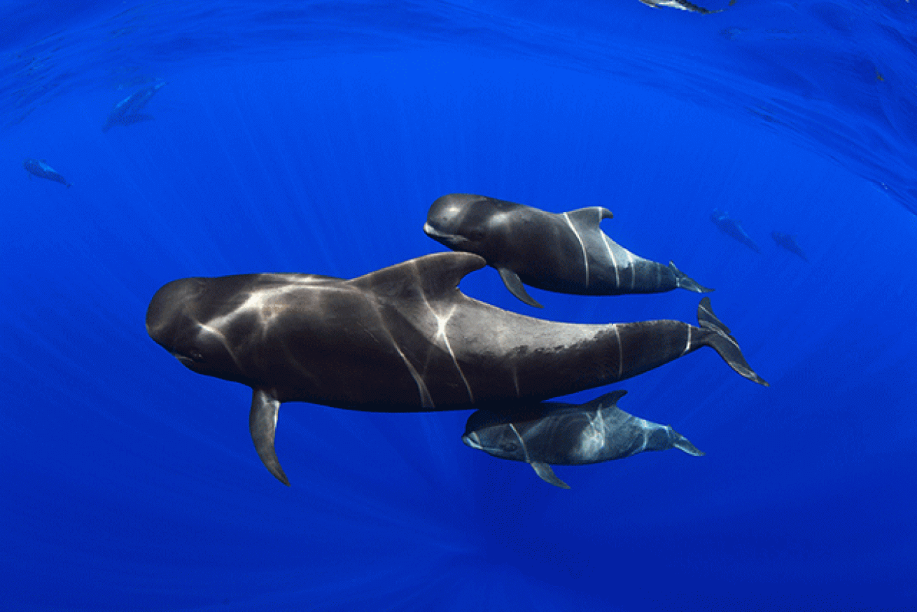 Marine Mammals: 15 Fantastic Photos of Whales and Dolphins | Scuba Diving