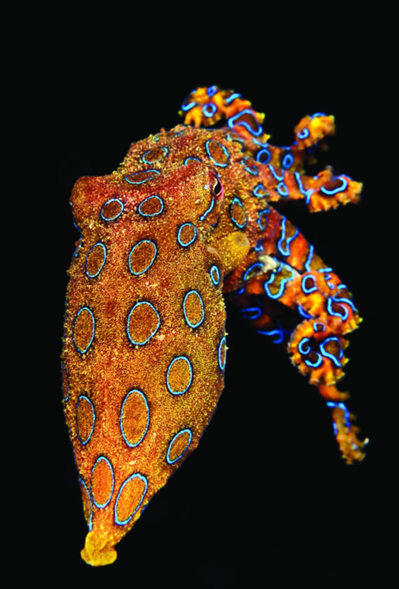 Top 100 Destination: Diving in Raja Ampat | Scuba Diving