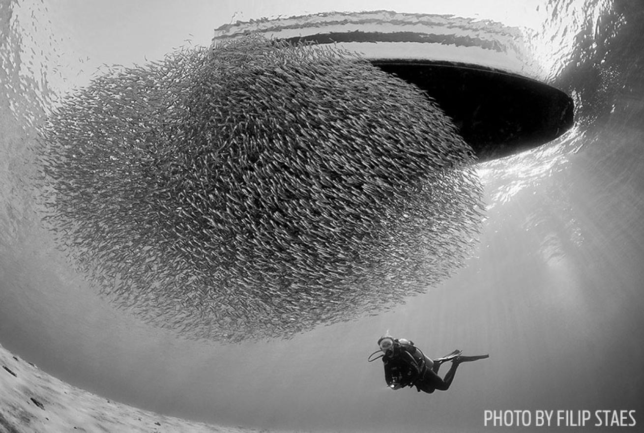 Photo Contest 2014: Black and White Underwater Photography | Scuba Diving