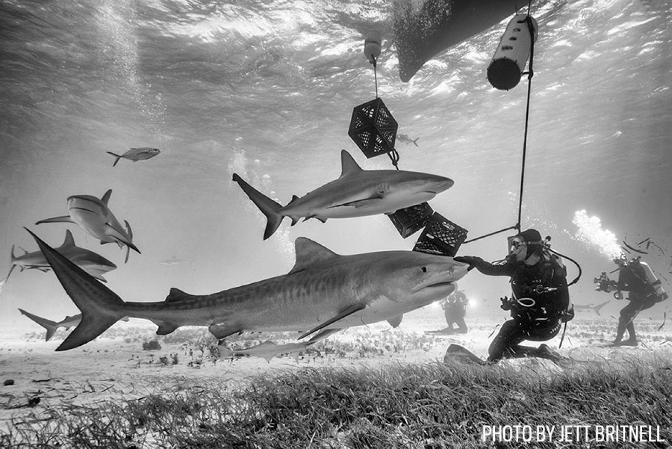 Photo Contest 2014: Black and White Underwater Photography | Scuba Diving