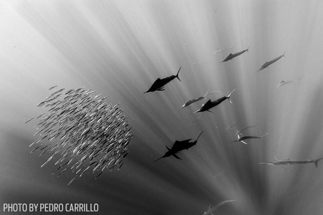 Photo Contest 2014: Black and White Underwater Photography | Scuba Diving