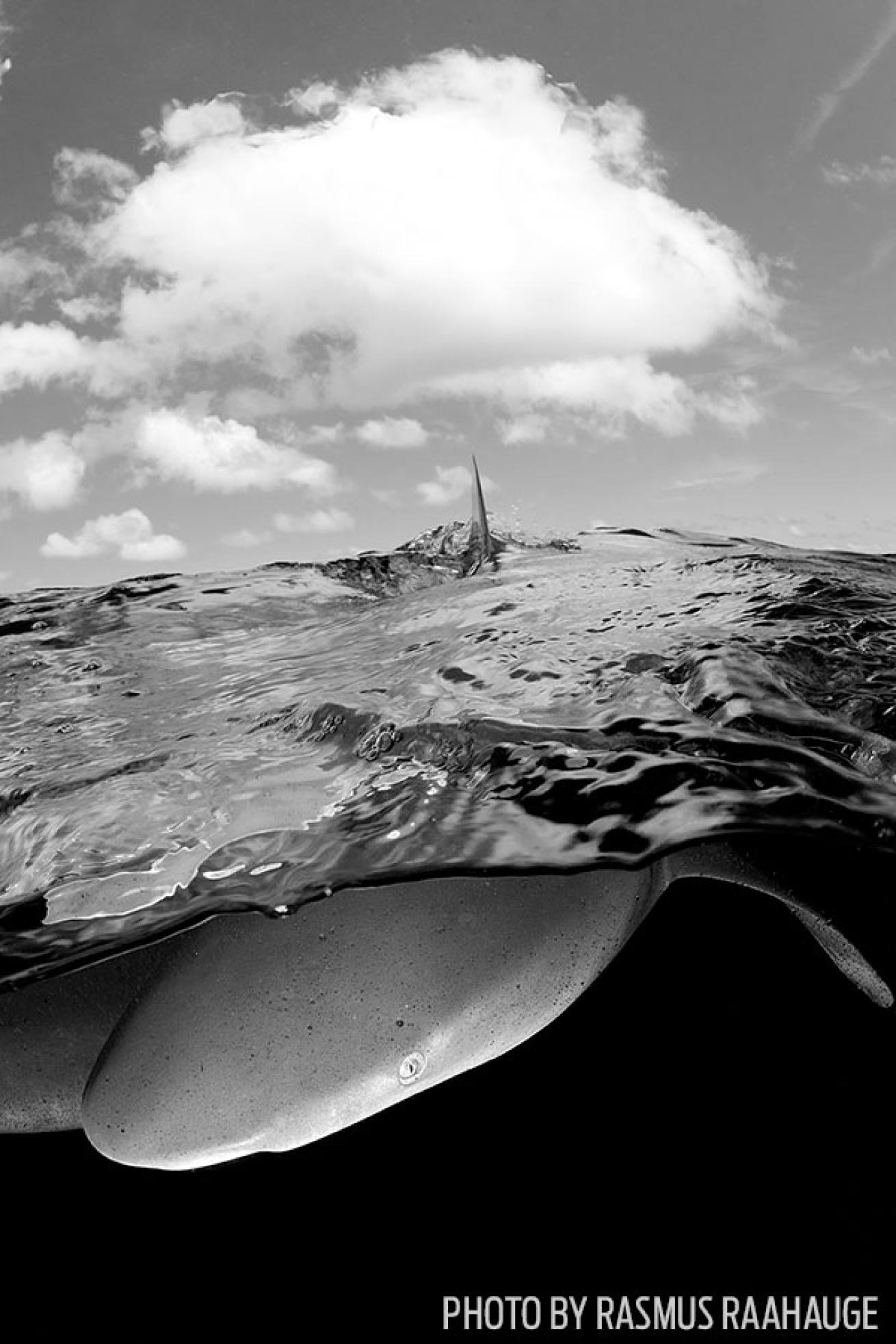 Photo Contest 2014: Black and White Underwater Photography | Scuba Diving