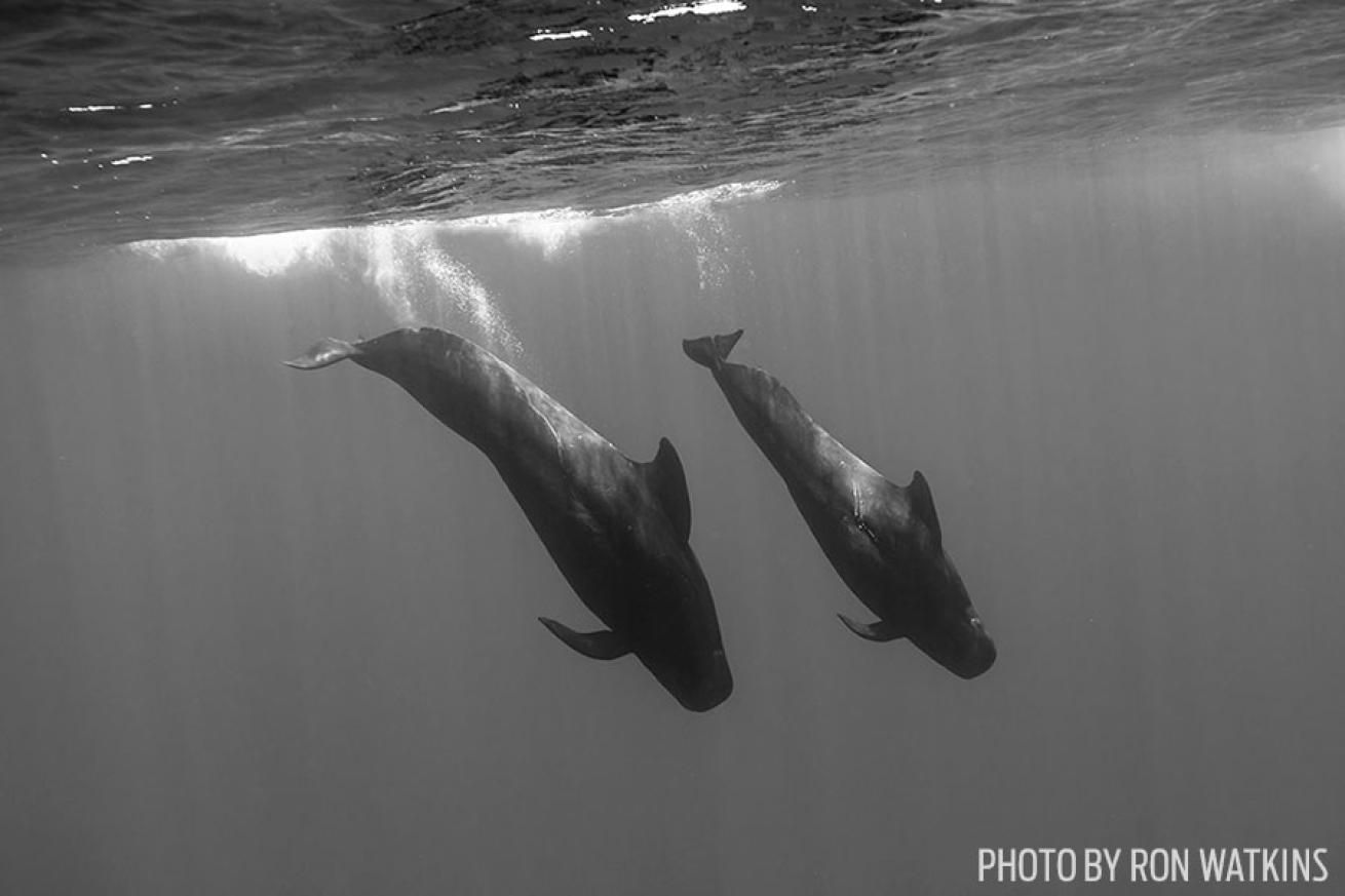 Photo Contest 2014: Black and White Underwater Photography | Scuba Diving
