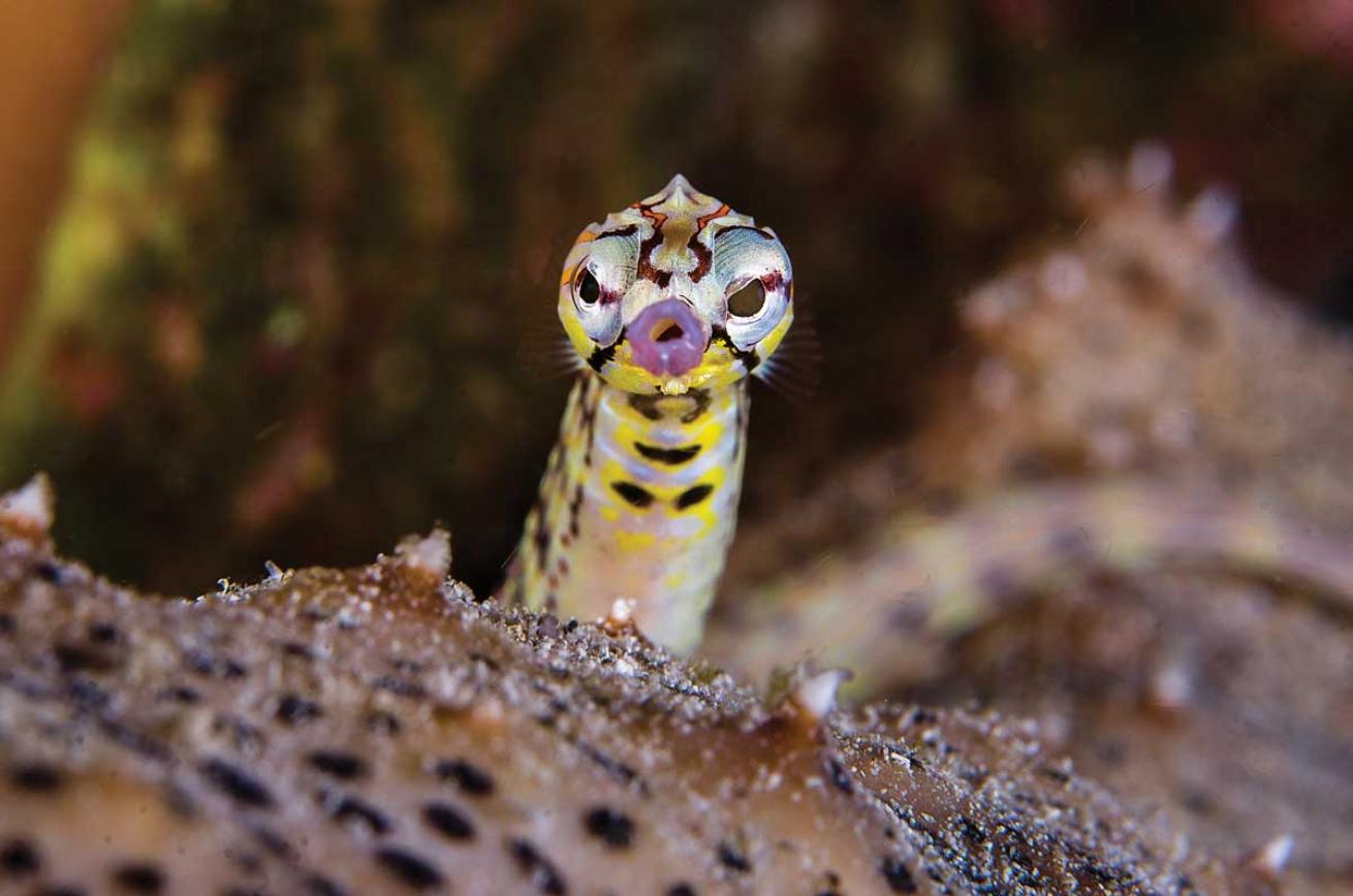 Top 100 2015: Best Macro Diving | Scuba Diving