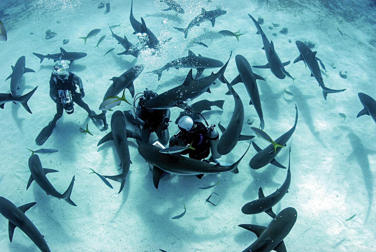 5 Tips for Diving With Marine Life | Scuba Diving
