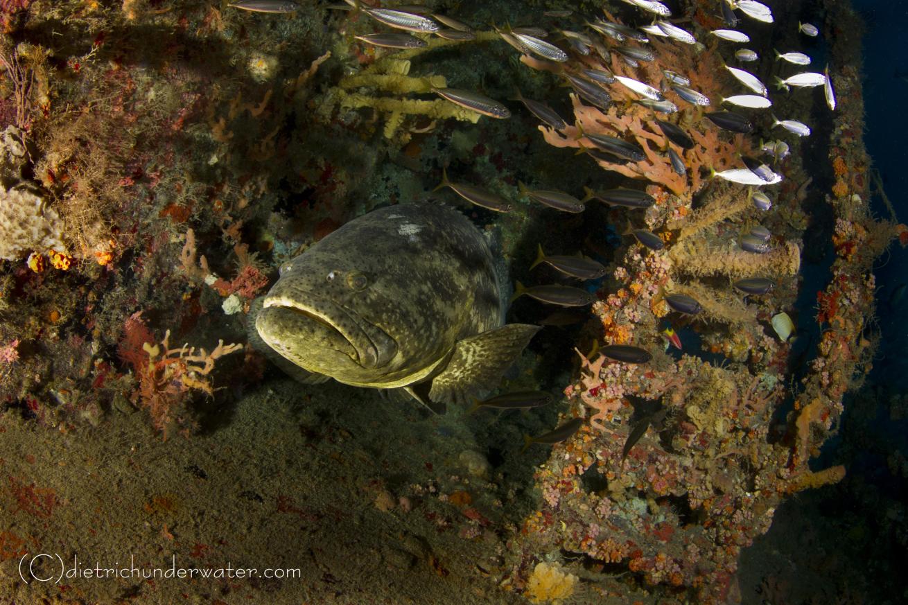 The Wonderful World of Wreck Diving | Scuba Diving