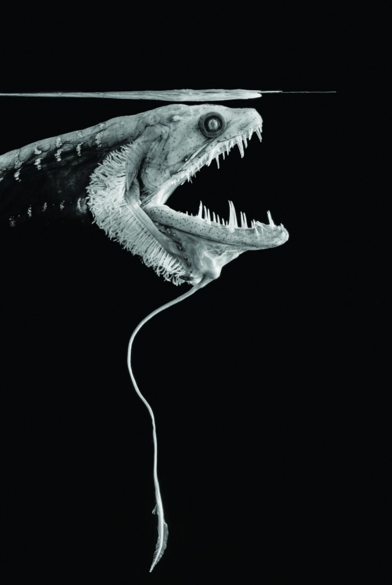 Deep Sea Black Dragonfish Dragonfish (family Stomiidae) Are Deep Sea