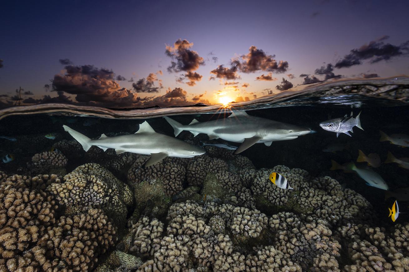 Best Islands to Dive in French Polynesia | Scuba Diving