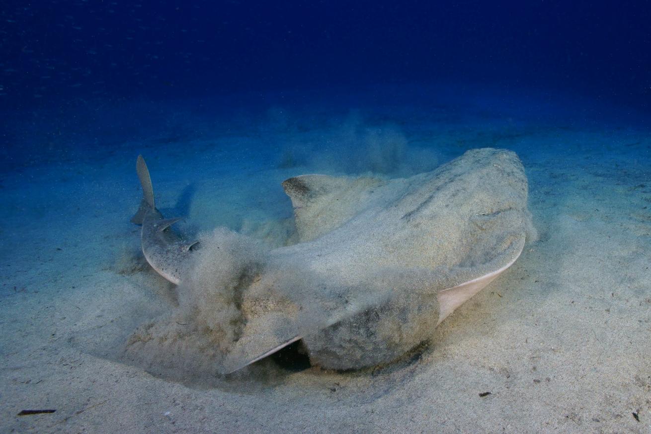 How Scuba Divers Are Helping to Save the Critically Endangered Angel ...