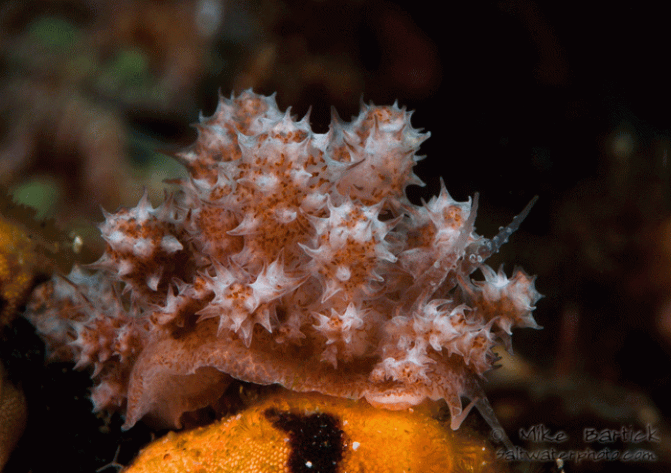 Reef Encounters: Solar-Powered Nudibranchs | Scuba Diving