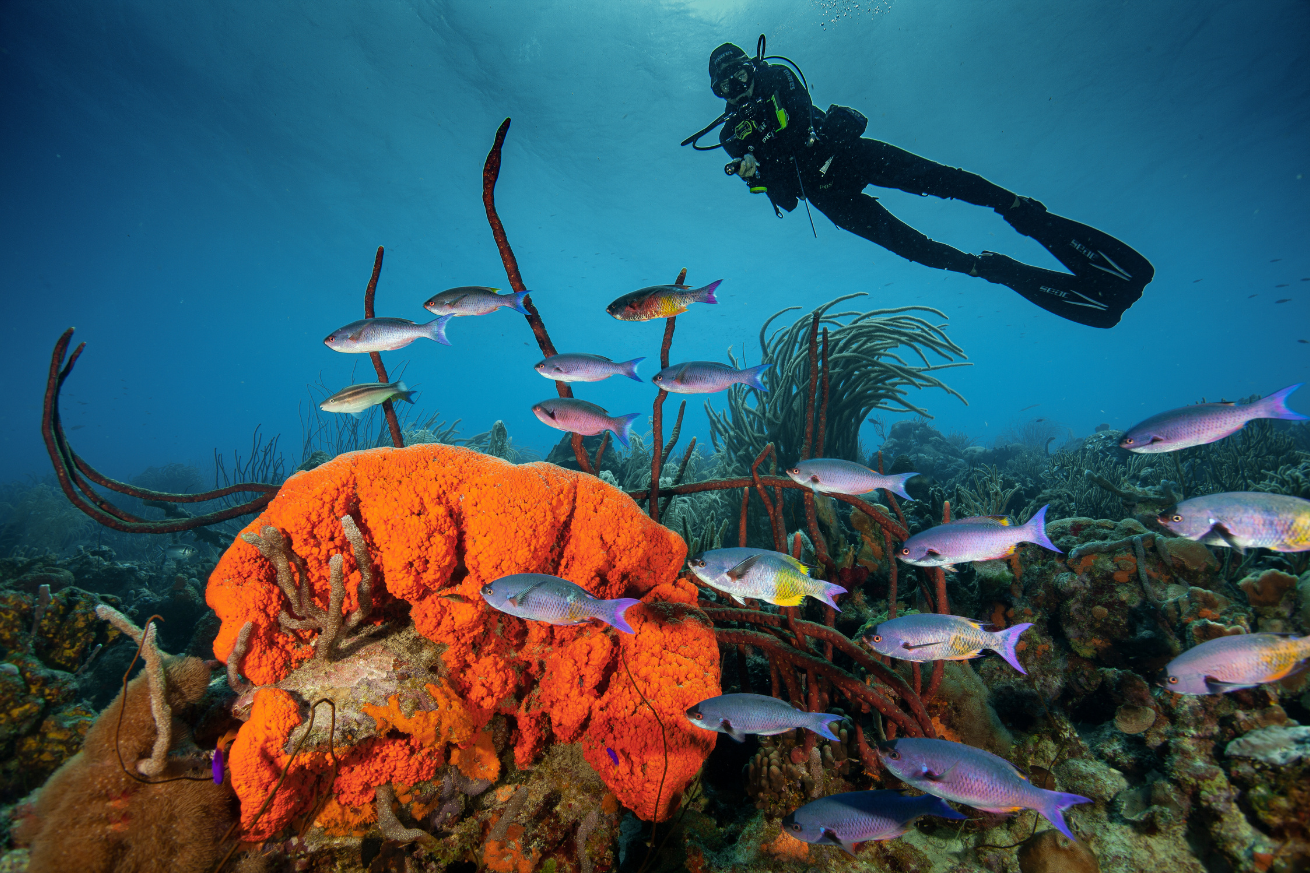 Why Curaçao Is the Caribbean’s Hidden Gem for Scuba Divers | Scuba Diving