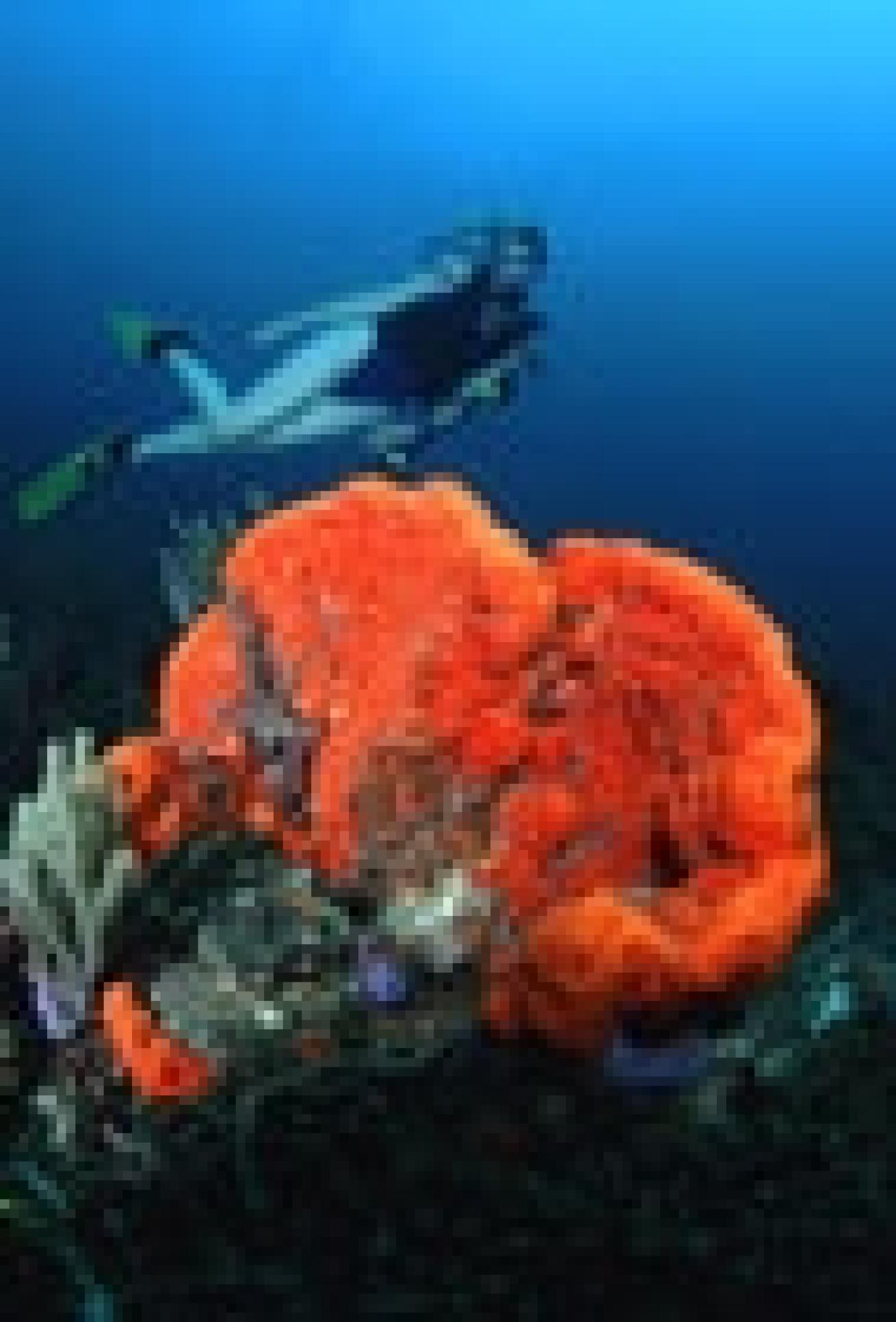 See St. Vincent | Scuba Diving
