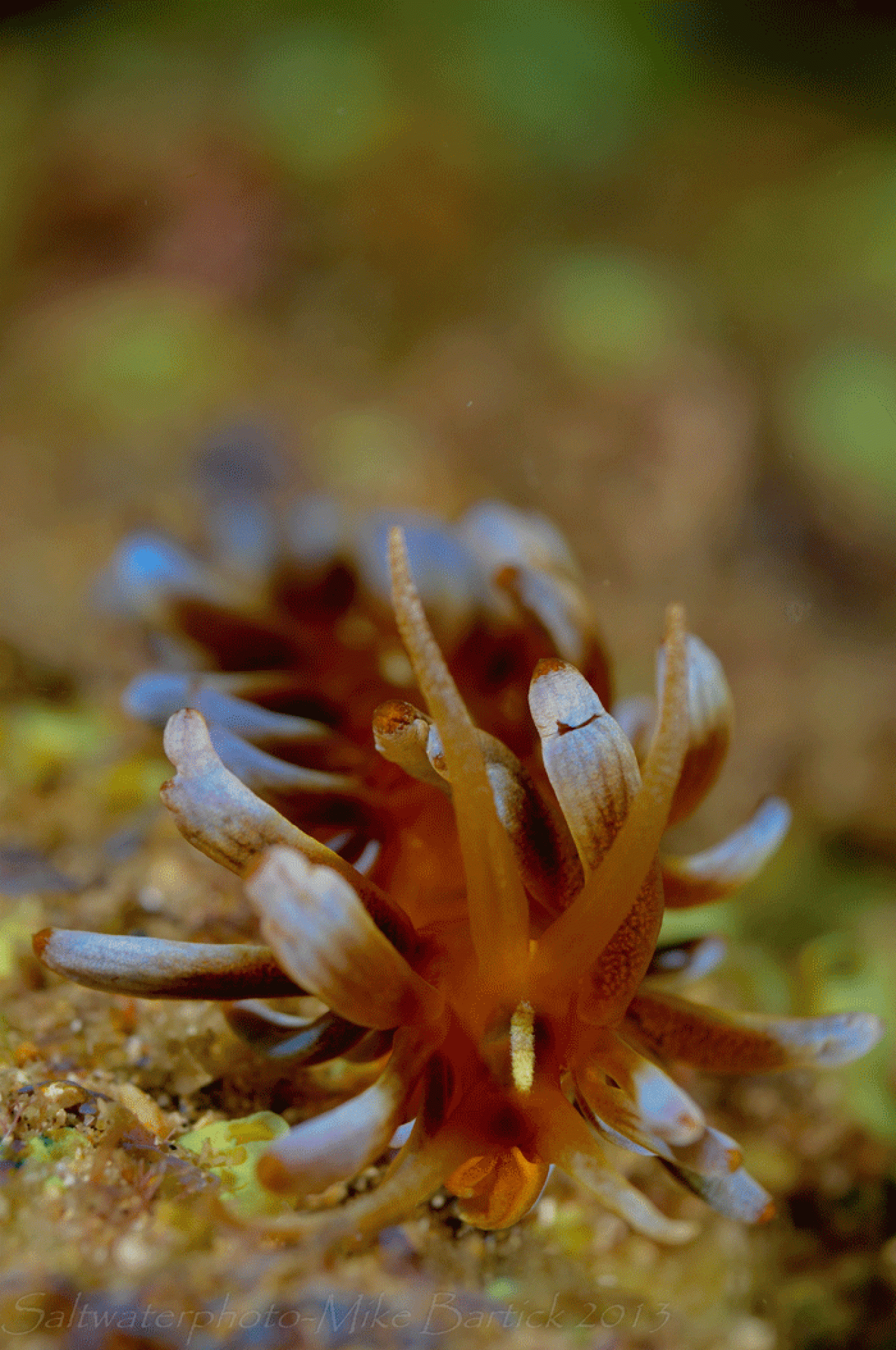 Reef Encounters: Solar-Powered Nudibranchs | Scuba Diving