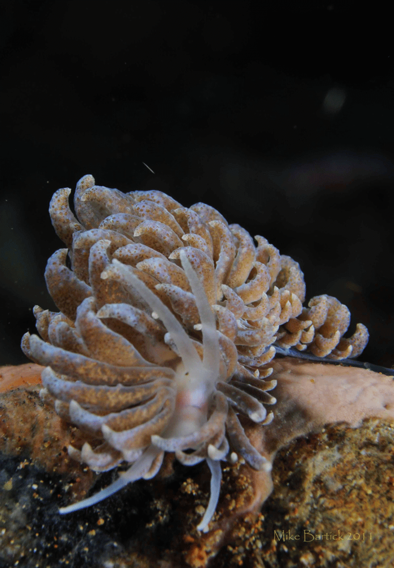 Reef Encounters: Solar-Powered Nudibranchs | Scuba Diving