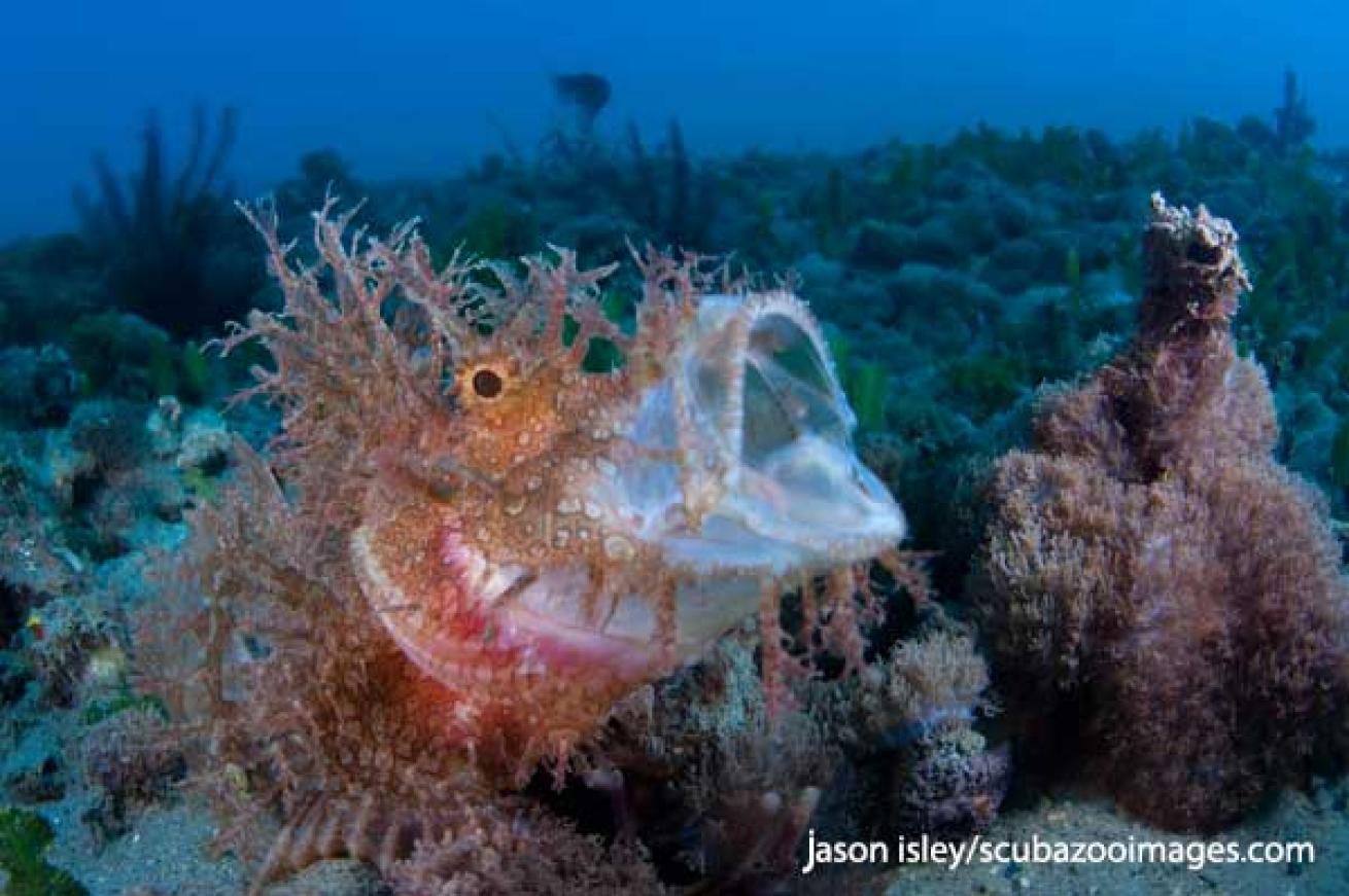 Photo Spotlight: Jason Isley | Scuba Diving