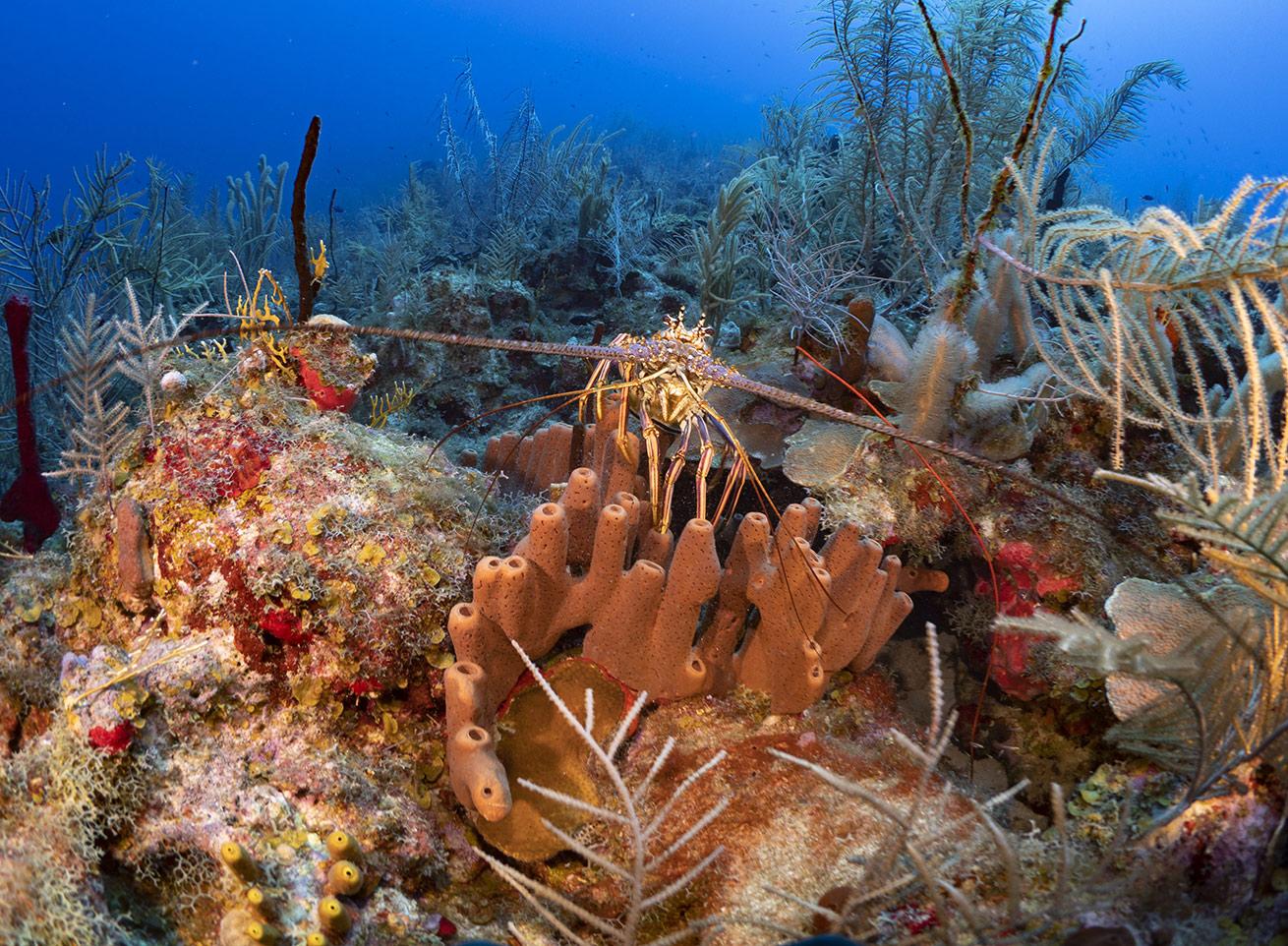 Guide to St Kitts' Best Diving | Scuba Diving