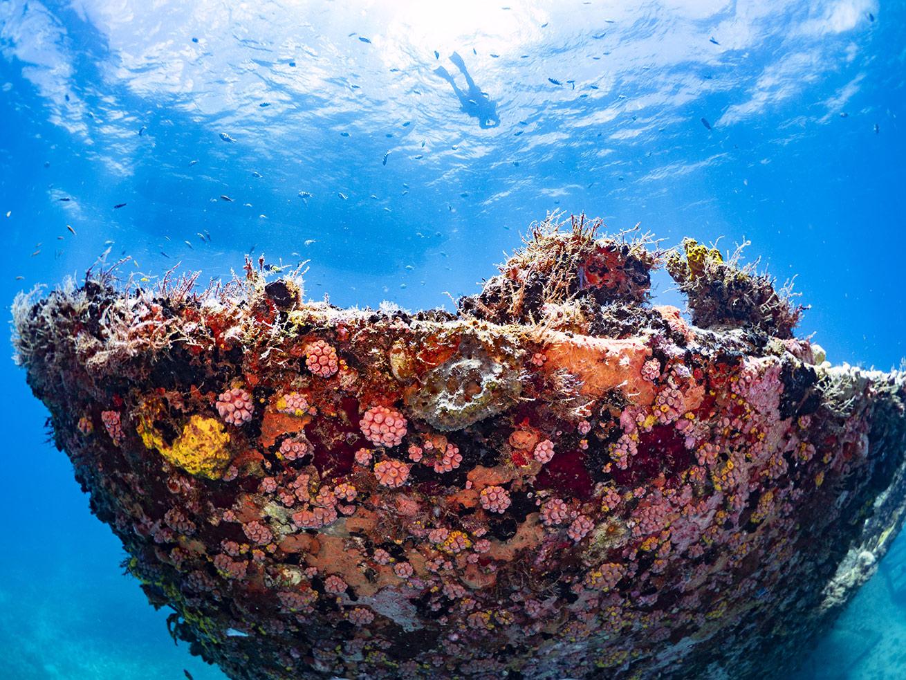 Guide to St Kitts' Best Diving | Scuba Diving