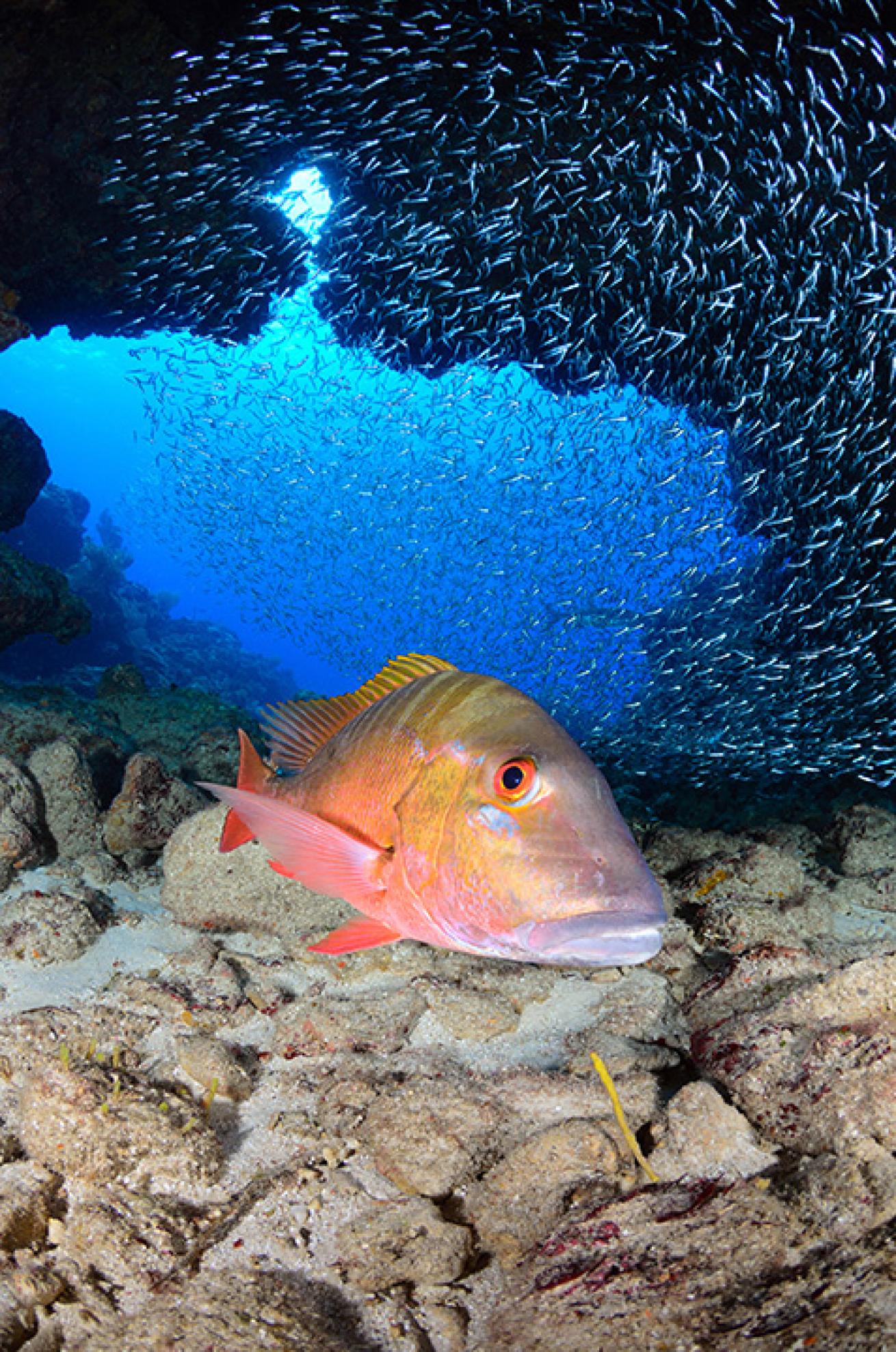 Cayman Islands Dive 365 Project Is Completed | Scuba Diving