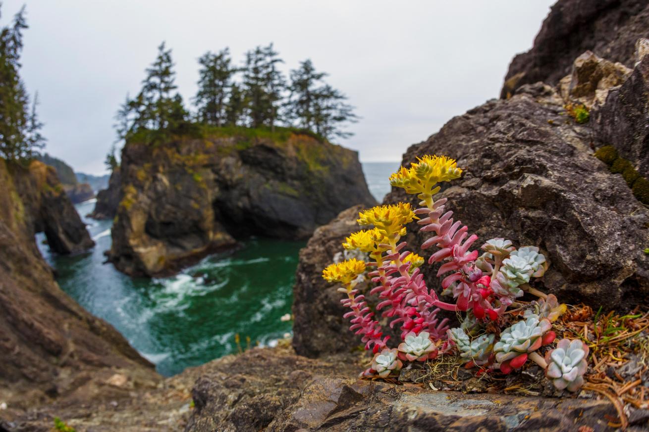 5 Best Dive Sites on Oregon’s South Coast | Scuba Diving