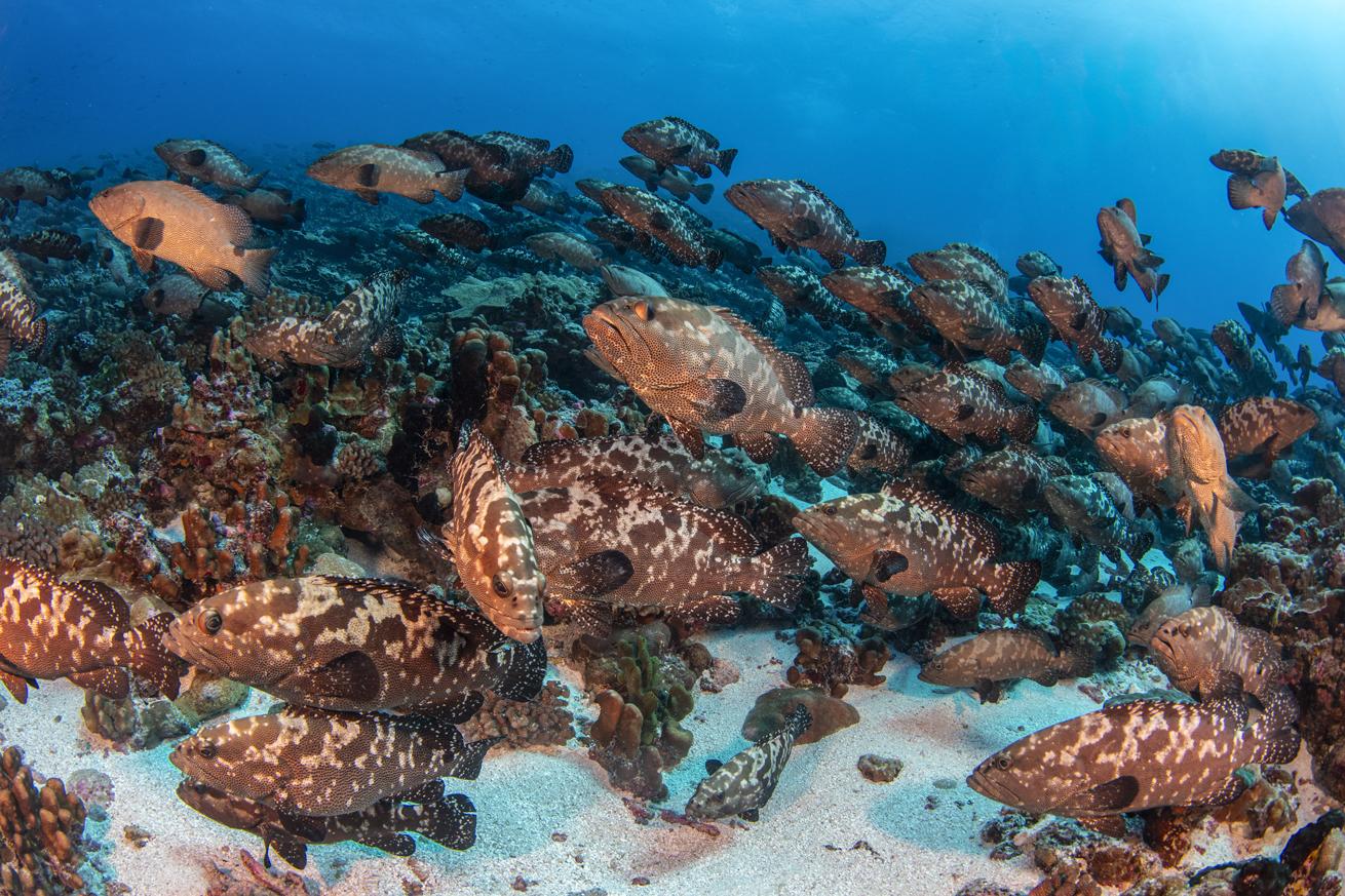 Best Islands to Dive in French Polynesia | Scuba Diving