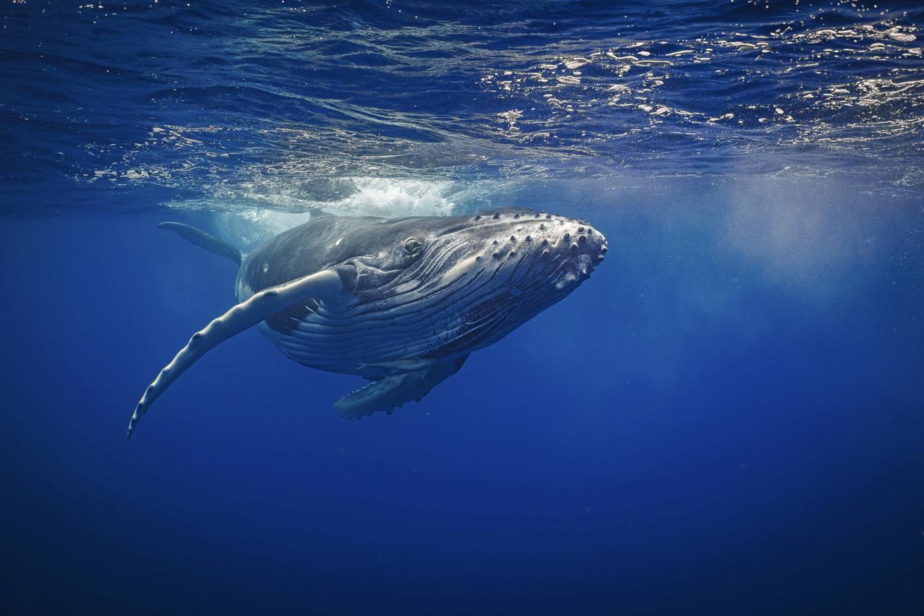 How to Become a Whale Defender | Scuba Diving