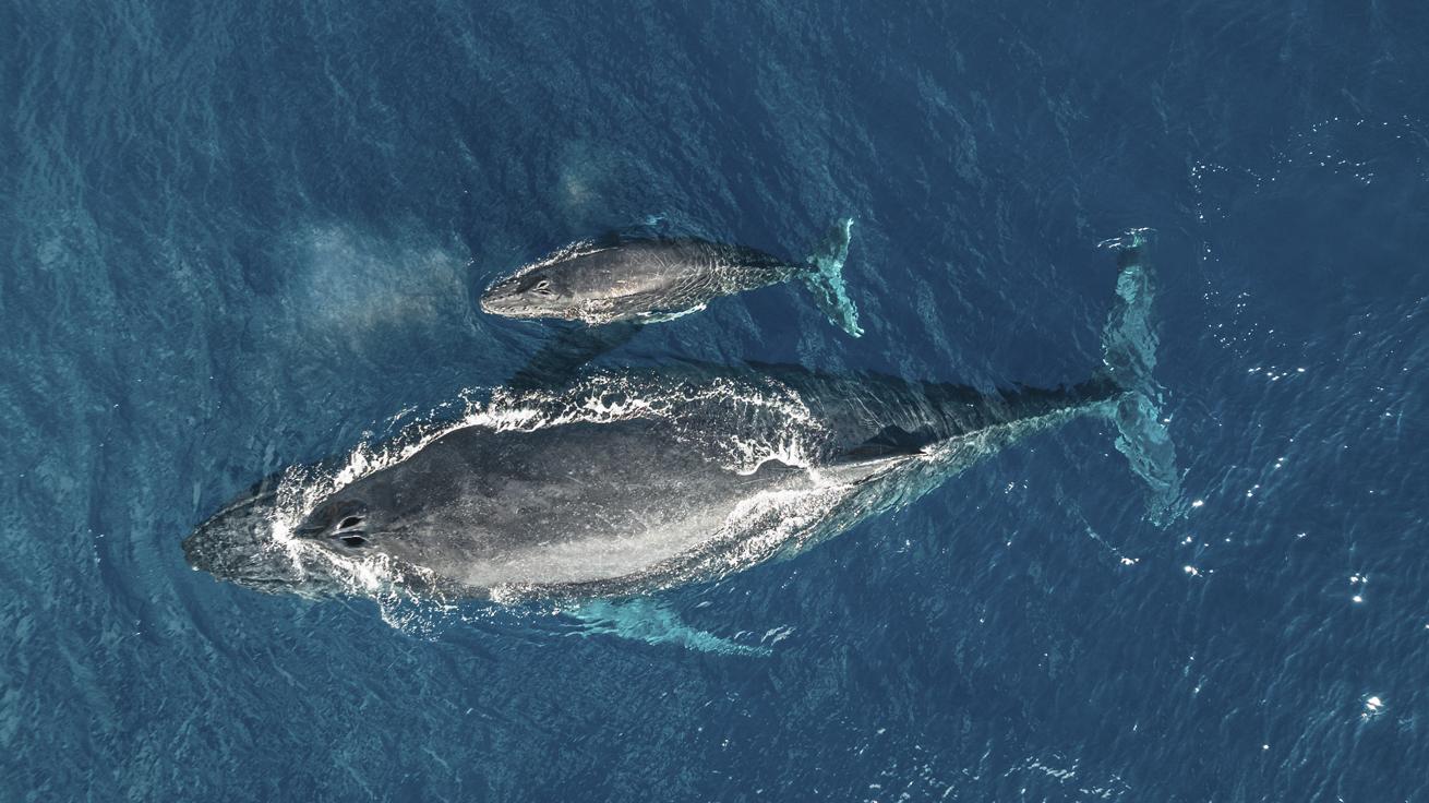 How to Become a Whale Defender | Scuba Diving