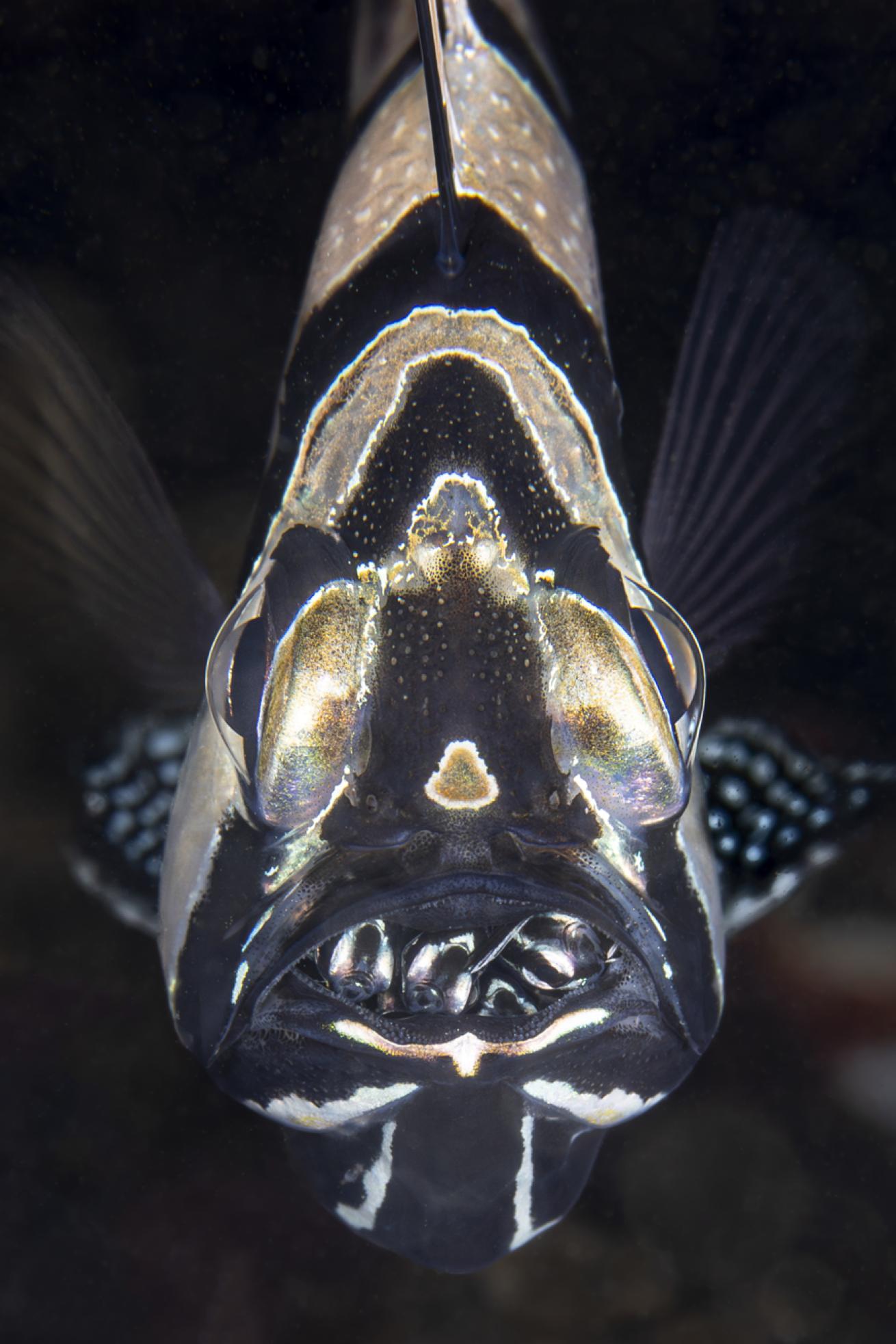 Meet Photo Contest Behavior Winner Fabi Fregonesi | Scuba Diving