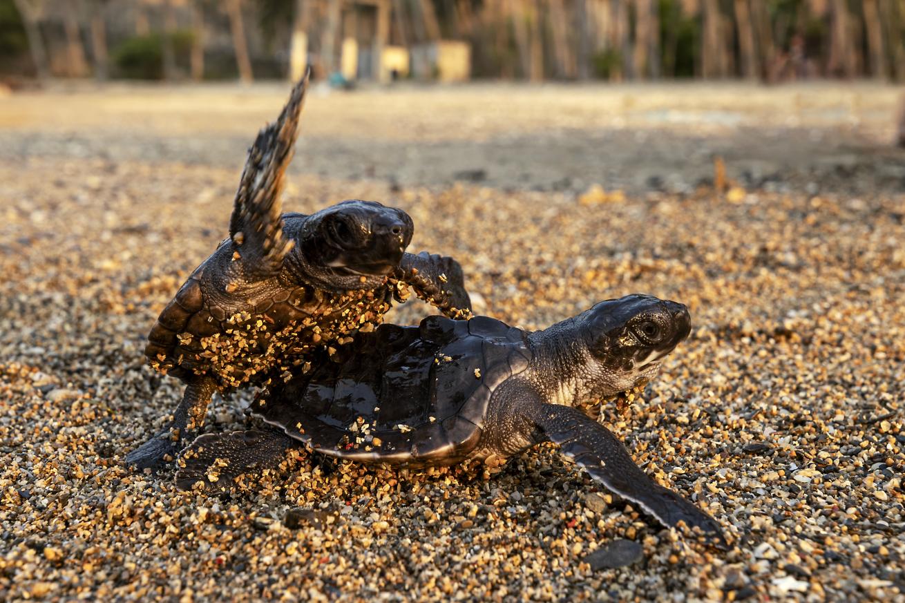 Protecting the Sea Turtles of Timor-Leste | Scuba Diving