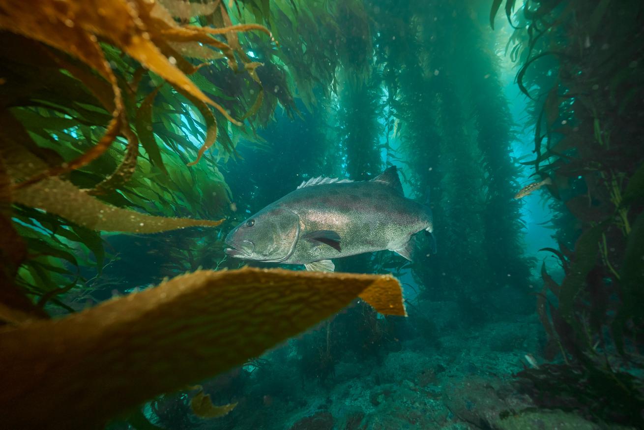 A Beginner’s Guide to Diving California's Catalina Island | Scuba Diving