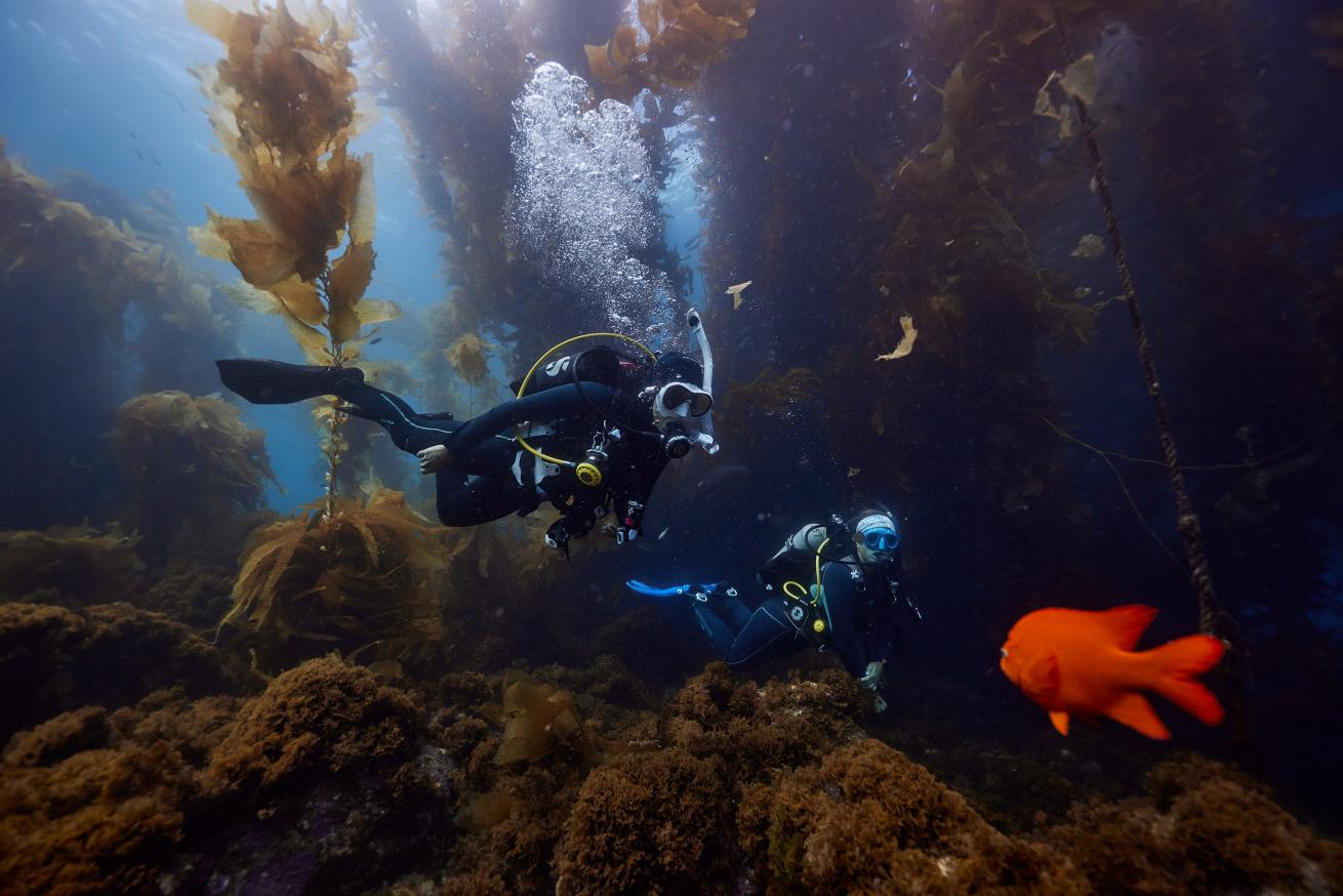A Beginner’s Guide to Diving California's Catalina Island | Scuba Diving