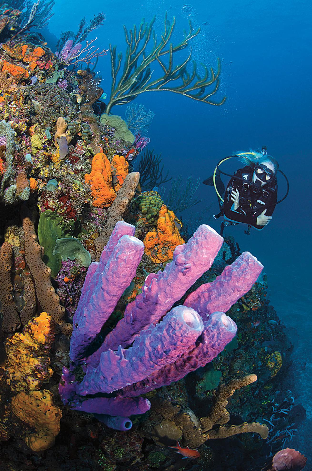 10 Reasons to Scuba Dive in Saba | Scuba Diving