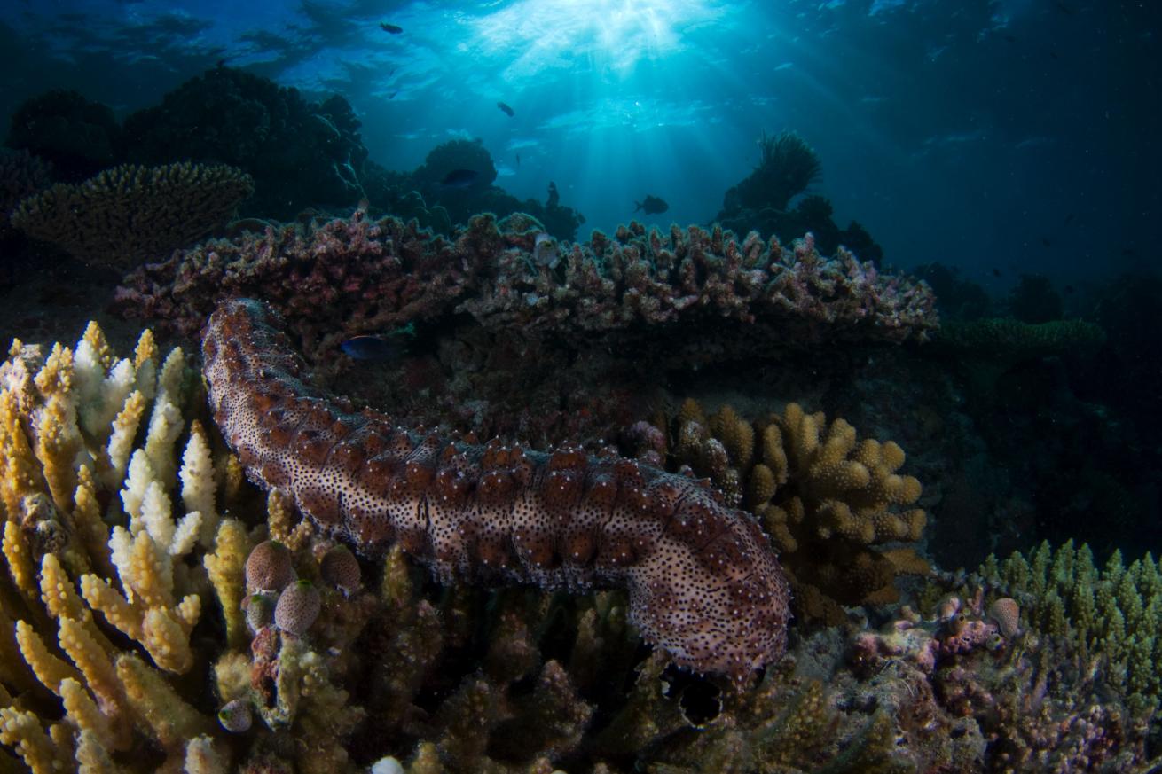 Digital Photography 101: 6 Tips for Shooting Sunbursts Underwater ...