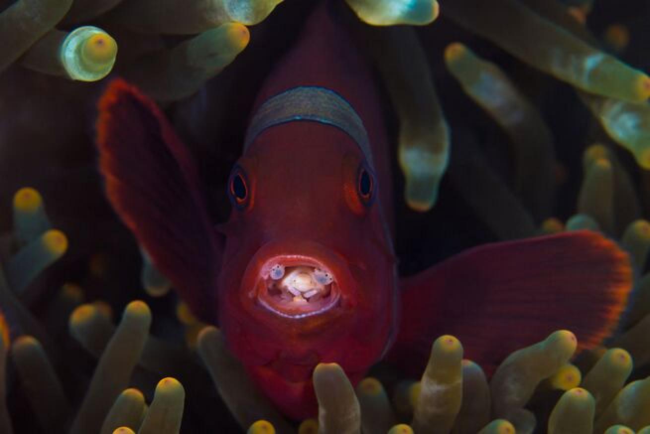 11 Weird Animal Behaviors | Scuba Diving