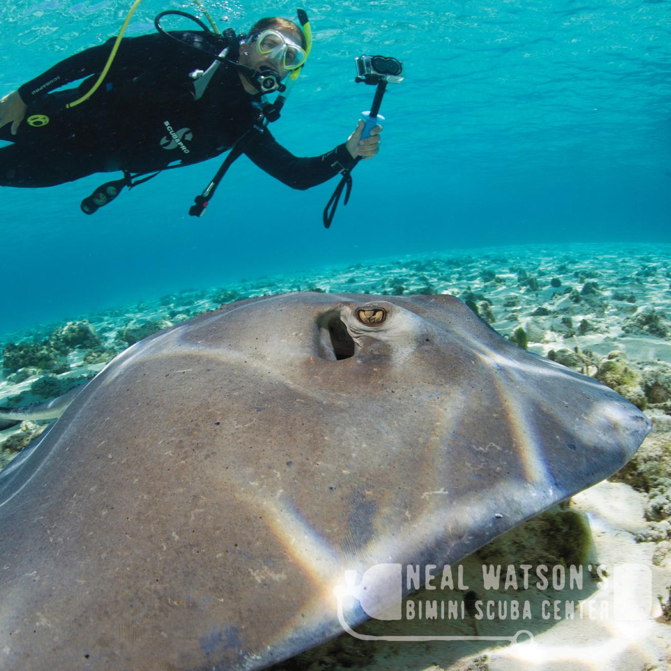 Neal Watson’s Bimini Scuba Center Moves Back To Bimini Big Game Club ...